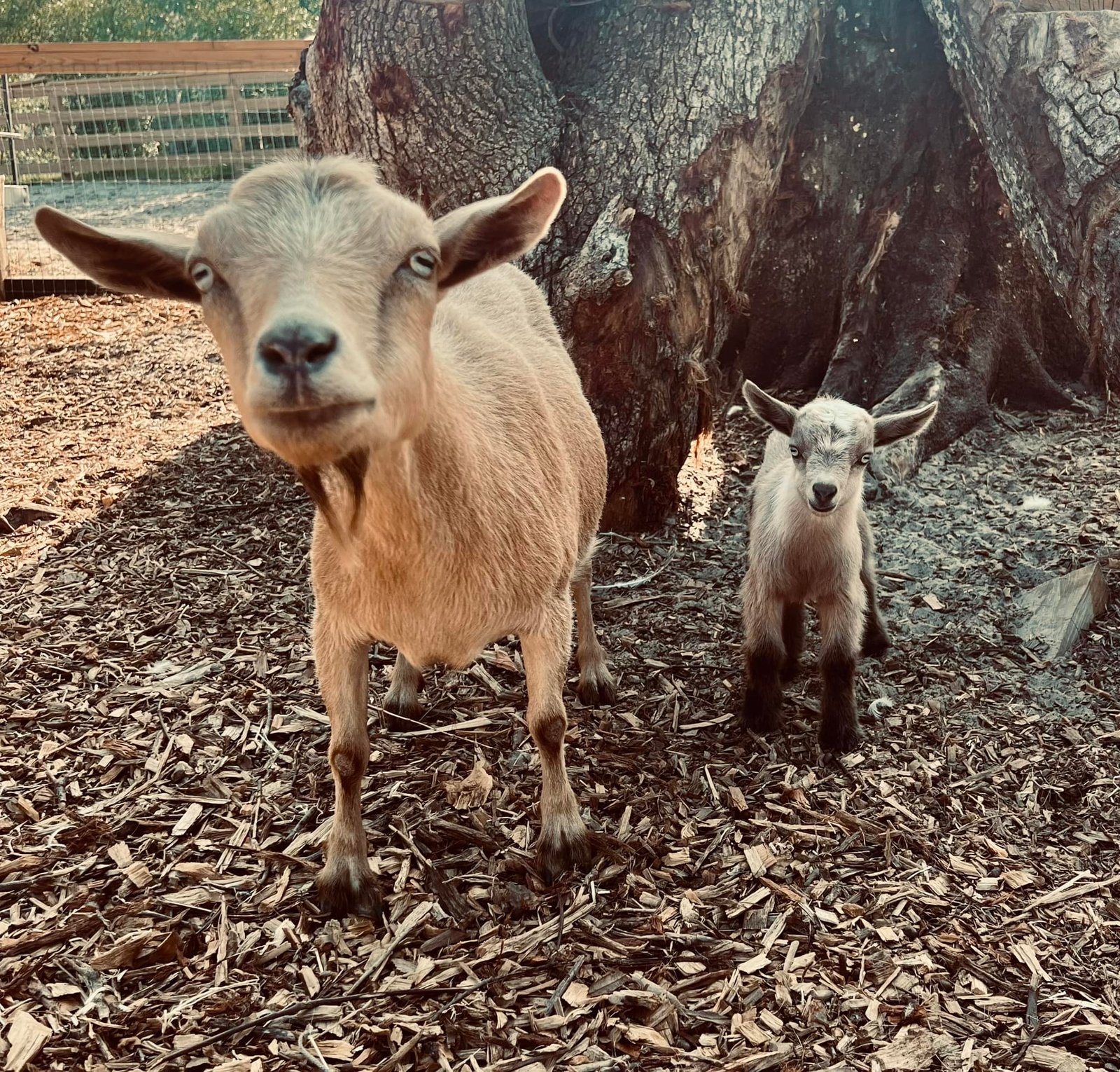 Homeschooler – Lithia Springs Farm