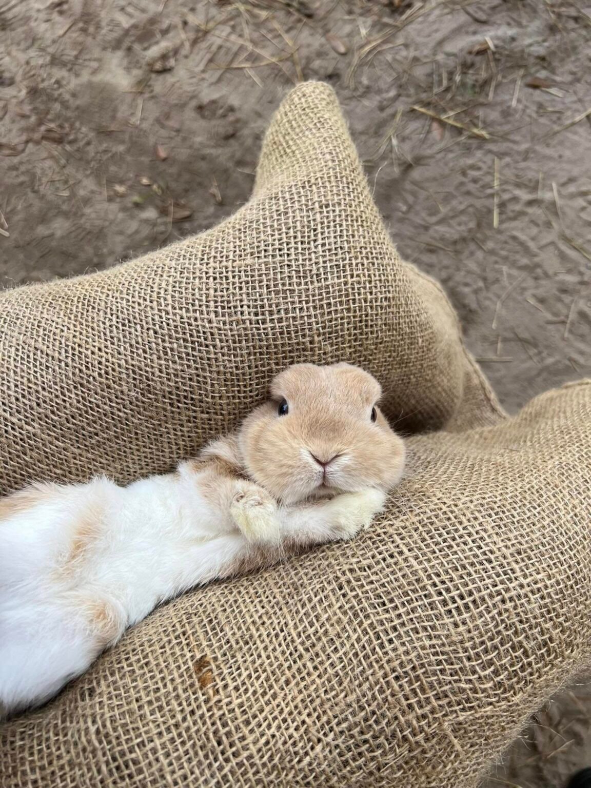 Classes – Lithia Springs Farm