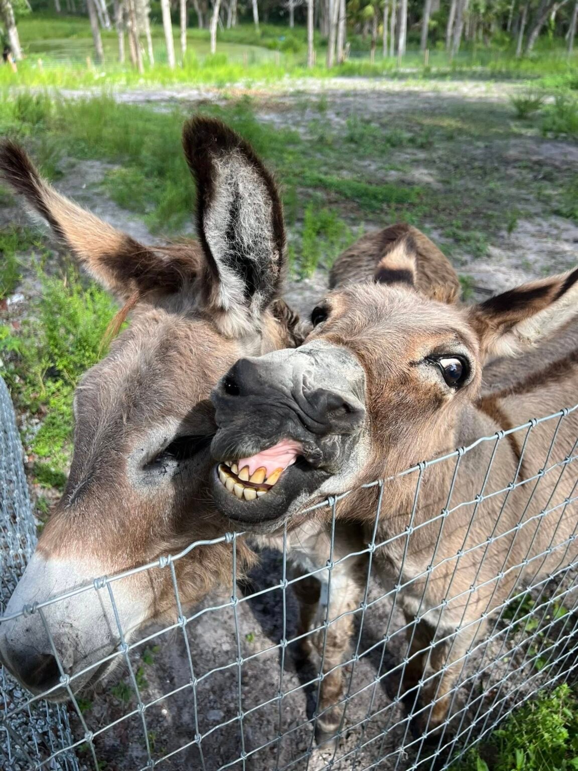 Homeschooler – Lithia Springs Farm